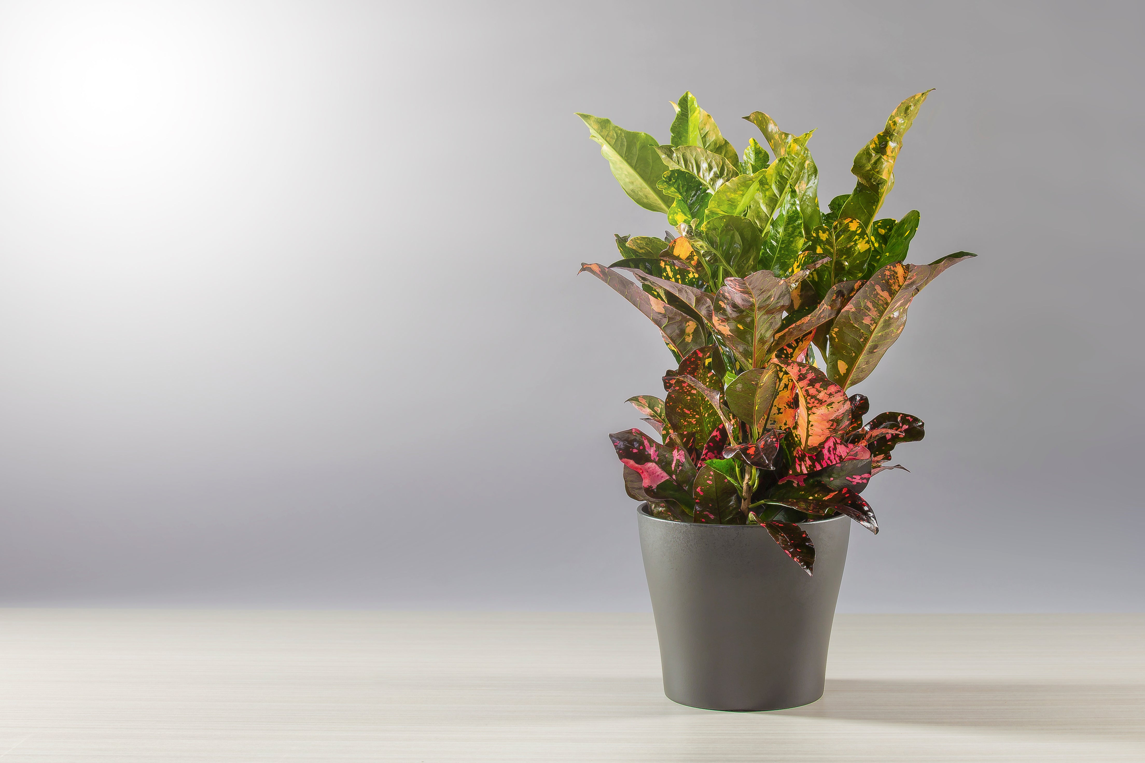 CODIAEUM BATIK - CROTON – CARTE BLANCHE
