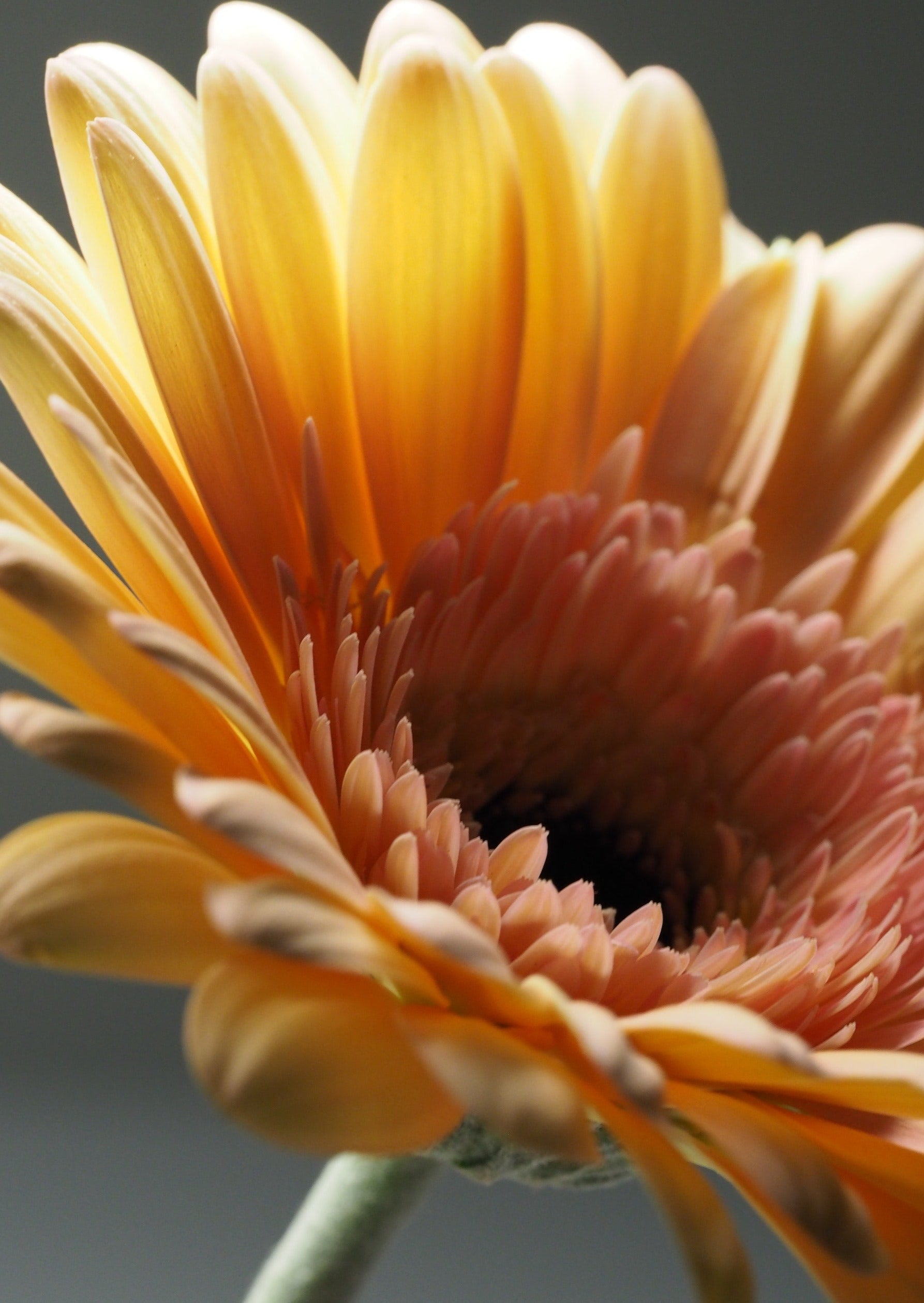 BOUQUET DE GERBERA – CARTE BLANCHE